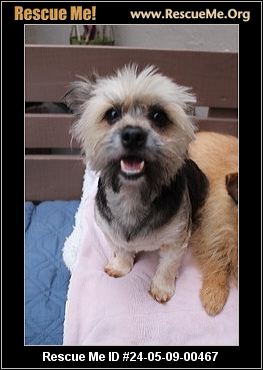- California Yorkie Rescue - ADOPTIONS - Rescue Me!