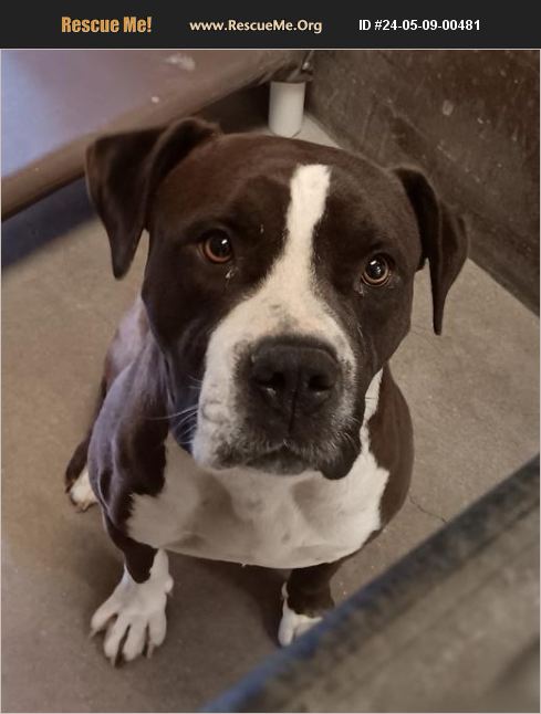 ADOPT 24050900481 ~ Staffordshire Bull Terrier Rescue ~ Casa Grande, AZ