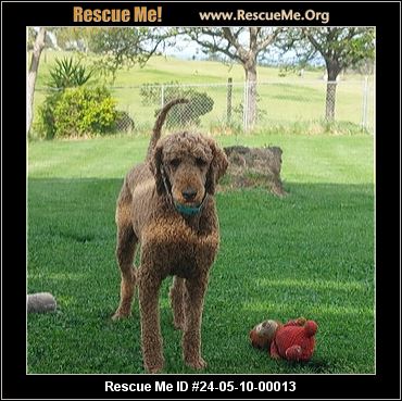 - California Poodle Rescue - ADOPTIONS - Rescue Me!