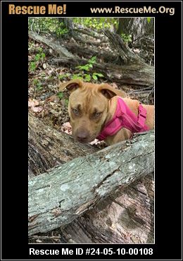 - West Virginia Dog Rescue - ADOPTIONS - Rescue Me!