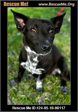 - Iowa Dog Rescue - ADOPTIONS - Rescue Me!