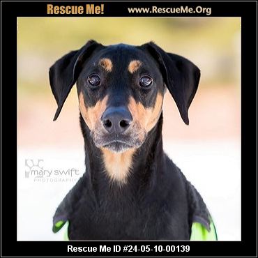 - Maryland Dog Rescue - ADOPTIONS - Rescue Me!