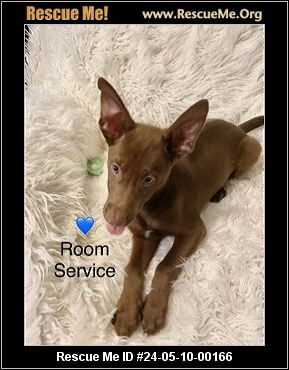 - Delaware Dog Rescue - ADOPTIONS - Rescue Me!