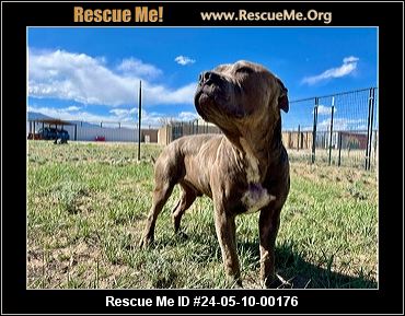 - Colorado Dog Rescue - ADOPTIONS - Rescue Me!