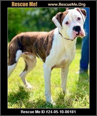 - Florida Boxer Rescue - ADOPTIONS - Rescue Me!