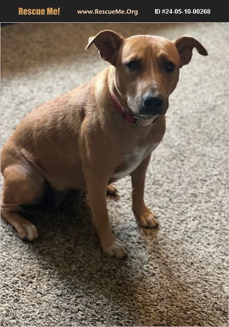 ADOPT 24051000268 ~ Black Mouth Cur Rescue ~ Crossville, AL