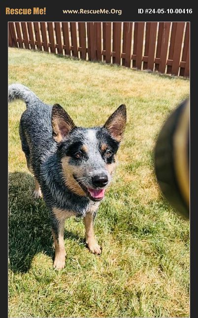 ADOPT 24051000416 ~ Australian Cattle Dog Rescue ~ Crystal Lake, IL