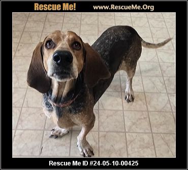 - Fur-get Me Not Canine Rescue - Albuquerque, NM - AVAILABLE PETS