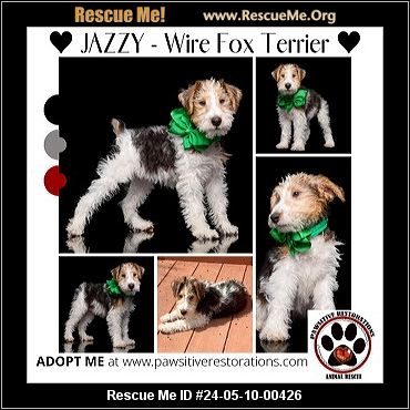 - Colorado Dog Rescue - ADOPTIONS - Rescue Me!