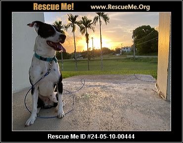 - Oklahoma Dog Rescue - ADOPTIONS - Rescue Me!