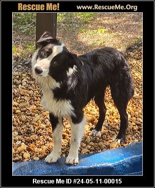- Florida Border Collie Rescue - ADOPTIONS - Rescue Me!