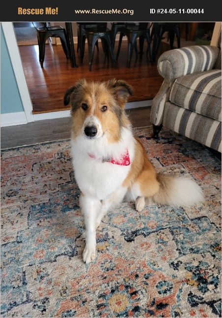 ADOPT 24051100044 ~ Collie Rescue ~ Wallingford, CT