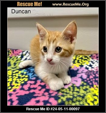 - Massachusetts Cat Rescue - ADOPTIONS - Rescue Me!