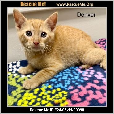 - Massachusetts Cat Rescue - ADOPTIONS - Rescue Me!