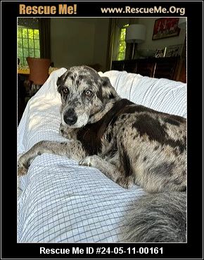 - New York Mutt Rescue - ADOPTIONS - Rescue Me!