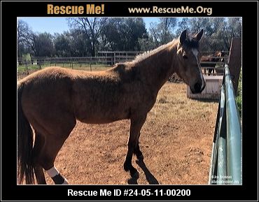 - California Horse Rescue - ADOPTIONS - Rescue Me!