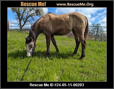 - California Horse Rescue - ADOPTIONS - Rescue Me!