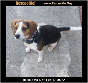 - Virginia Dog Rescue - ADOPTIONS - Rescue Me!