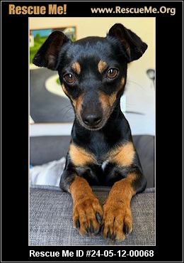 - California Miniature Pinscher Rescue - ADOPTIONS - Rescue Me!