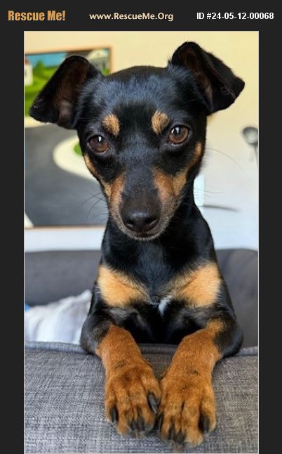 ADOPT 24051200068 ~ Miniature Pinscher Rescue ~ Placer County, CA