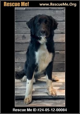 - Georgia Dog Rescue - ADOPTIONS - Rescue Me!