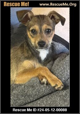 - California Border Terrier Rescue - ADOPTIONS - Rescue Me!