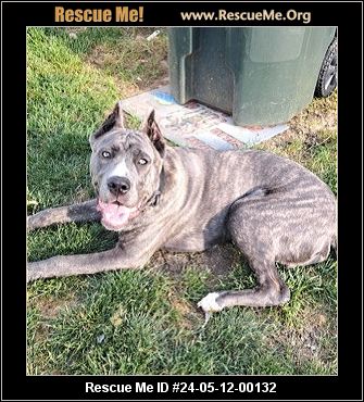 - New Jersey Dog Rescue - ADOPTIONS - Rescue Me!