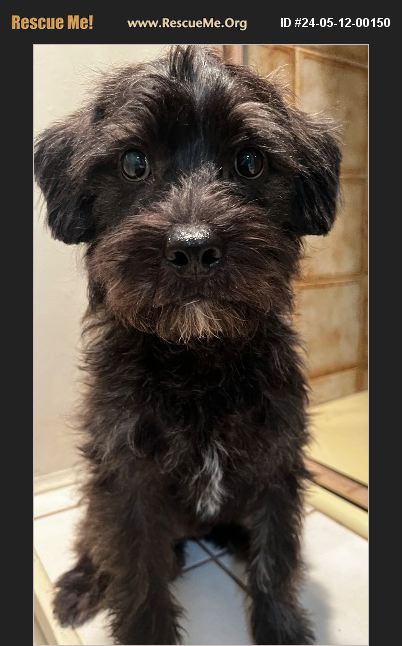 ADOPT 24051200150 ~ Schnauzer Rescue ~ la mesa, CA