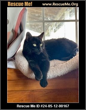 - New York Cat Rescue - ADOPTIONS - Rescue Me!