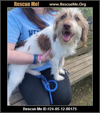 - Ohio Dog Rescue - ADOPTIONS - Rescue Me!