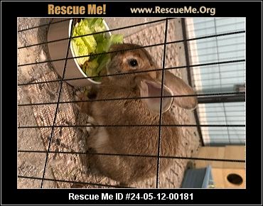 - Texas Rabbit Rescue - ADOPTIONS - Rescue Me!