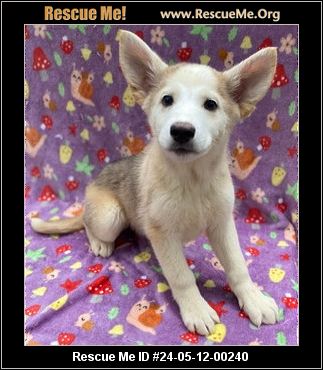 - New Jersey Dog Rescue - ADOPTIONS - Rescue Me!