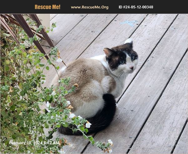 ADOPT 24051200348 ~ Domestic Cat Rescue ~ Hayward, CA