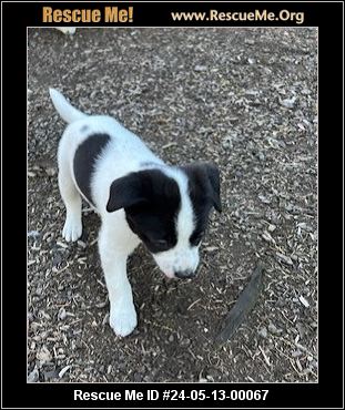 - Oregon Dog Rescue - ADOPTIONS - Rescue Me!