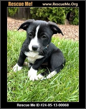 - Oregon Dog Rescue - ADOPTIONS - Rescue Me!