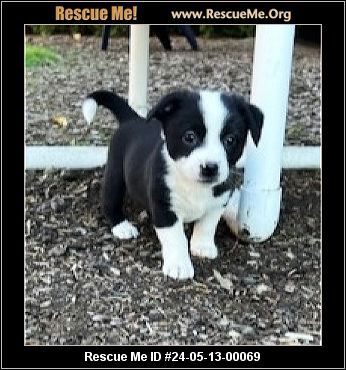 - Oregon Dog Rescue - ADOPTIONS - Rescue Me!