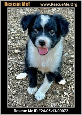 - Oregon Dog Rescue - ADOPTIONS - Rescue Me!