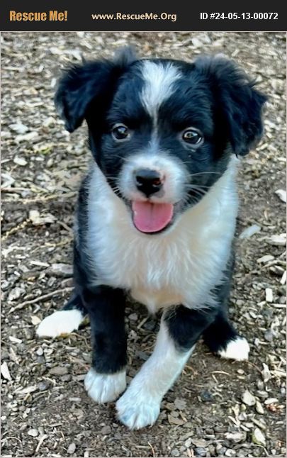 ADOPT 24051300072 ~ Border Collie Rescue ~ Oregon