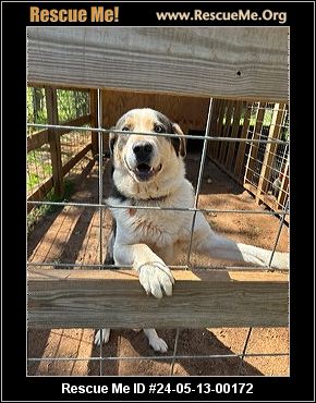 - Georgia Border Collie Rescue - ADOPTIONS - Rescue Me!