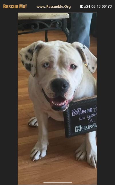 ADOPT 24051300173 ~ American Bulldog Rescue ~ Pueblo, CO