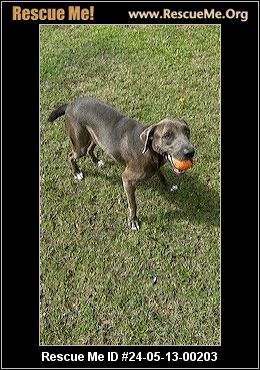 - Ohio Border Collie Rescue - ADOPTIONS - Rescue Me!