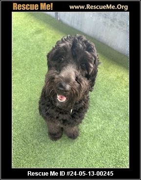 - Florida Poodle Rescue - ADOPTIONS - Rescue Me!