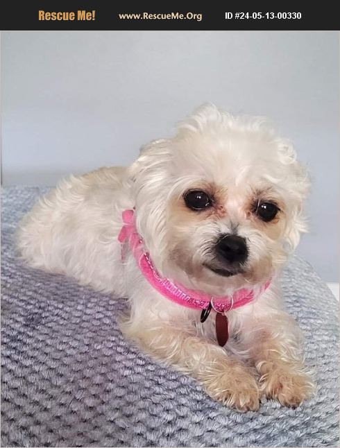 ADOPT 24051300330 ~ Maltese Rescue ~ Pensacola, FL