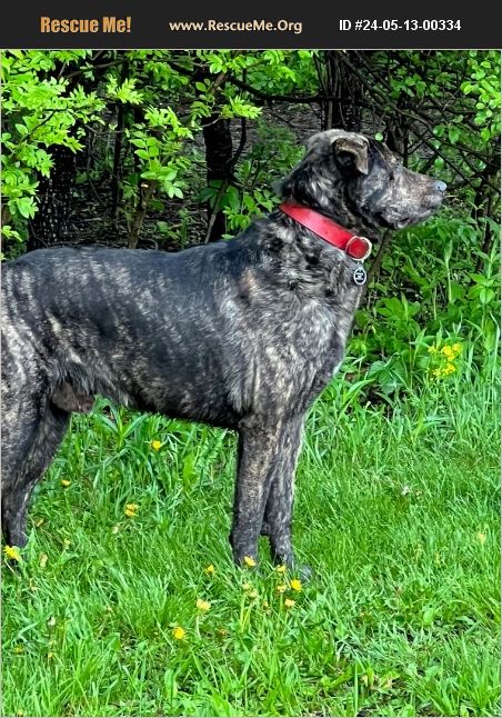 ADOPT 24051300334 ~ Dutch Shepherd Rescue ~ long beach, CA