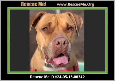 - Rhode Island Dog Rescue - ADOPTIONS - Rescue Me!