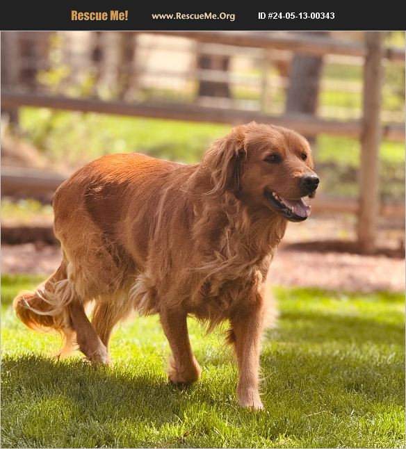 ADOPT 24051300343 ~ Golden Retriever Rescue ~ Parker, CO