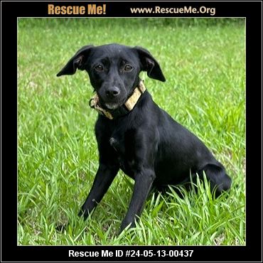- Mississippi Dog Rescue - ADOPTIONS - Rescue Me!