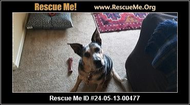 - Colorado Dog Rescue - ADOPTIONS - Rescue Me!