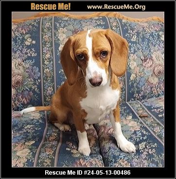 - Indiana Dog Rescue - ADOPTIONS - Rescue Me!