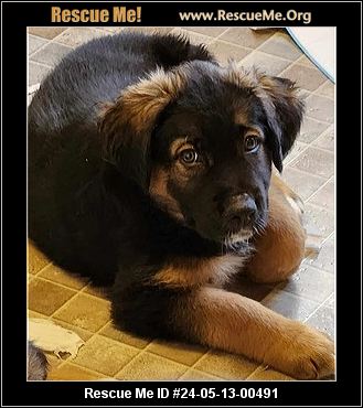 - Indiana German Shepherd Rescue - ADOPTIONS - Rescue Me!